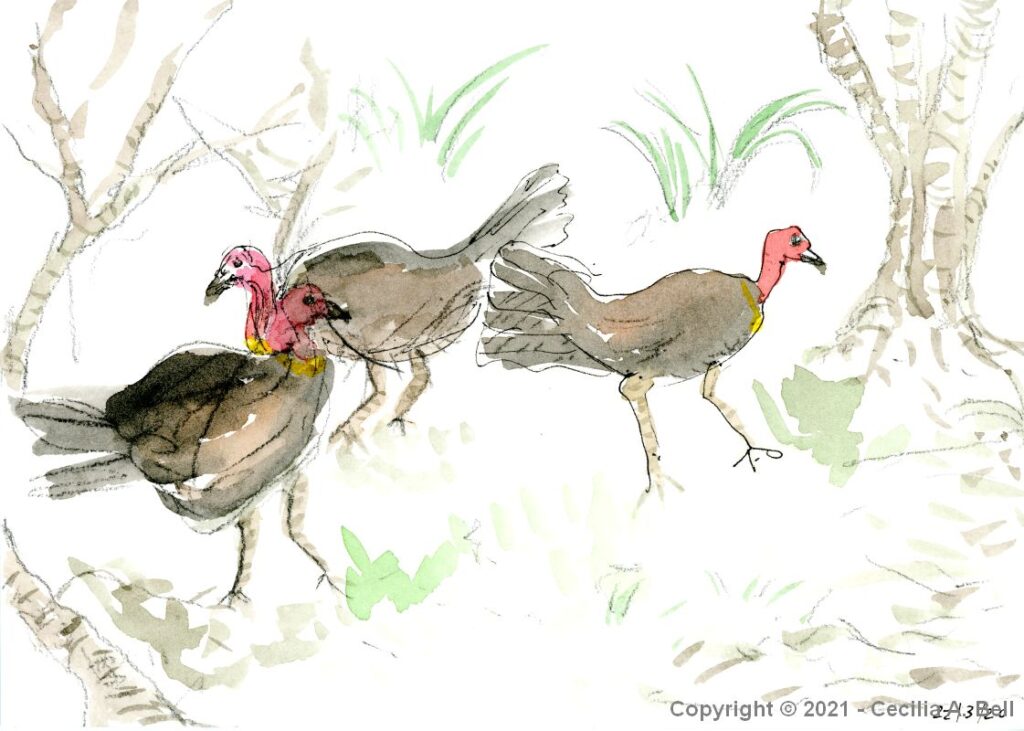 Australian Brushturkeys - Cecilia Bell Fine Art